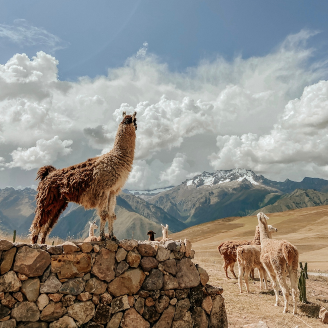 EXPERIENCIA DE VISTA A LA MONTAÑA, UNA ESCAPADA AL PERÚ